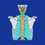 Broken Neck - Neck Pain